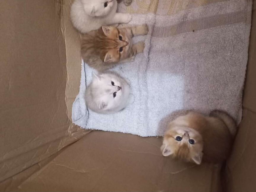 Британские котята