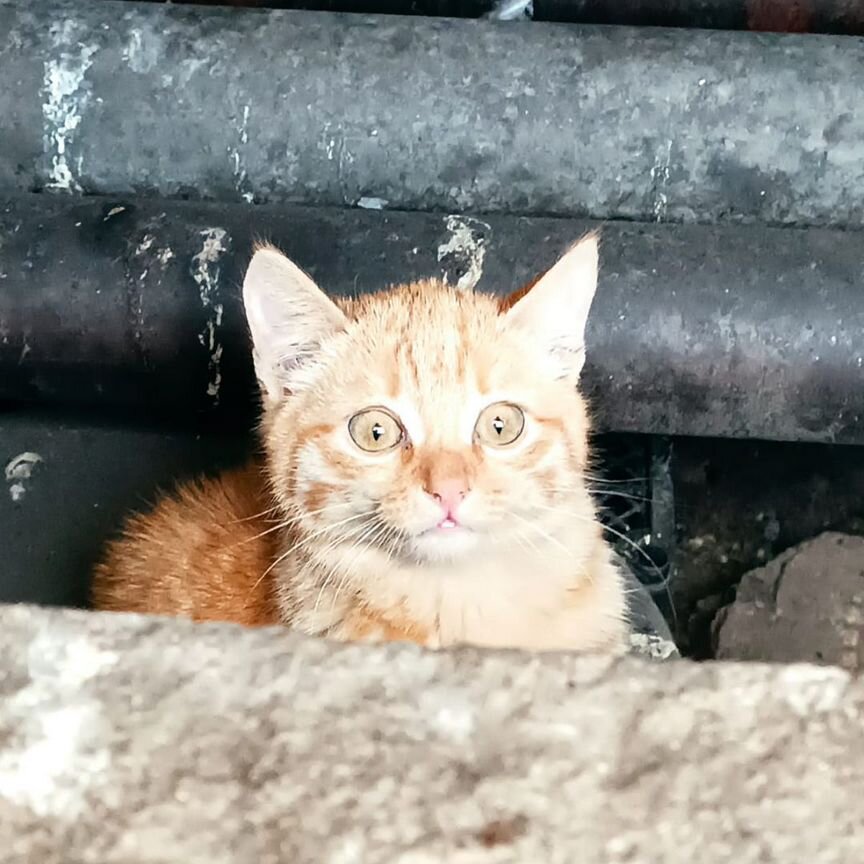 Котик в дар