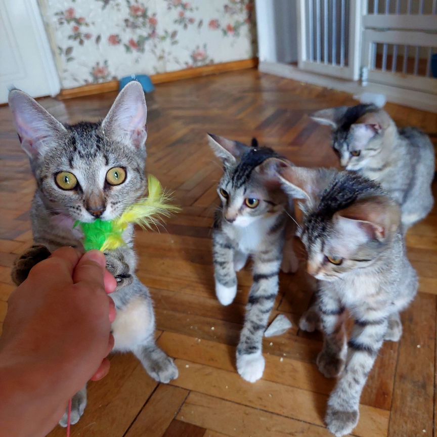 Полосатики ищут дом