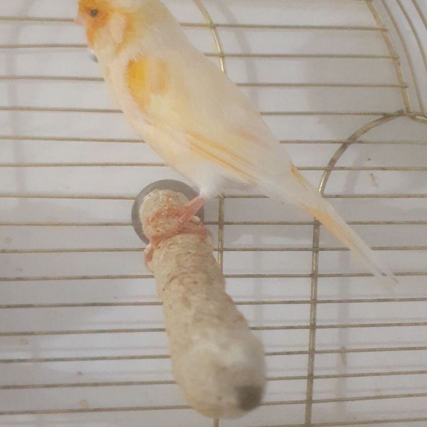 Кенара и канарейки