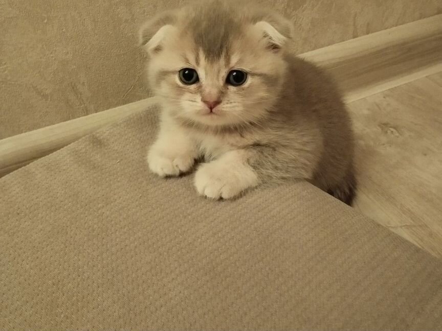 Плюшевые шотландские котята