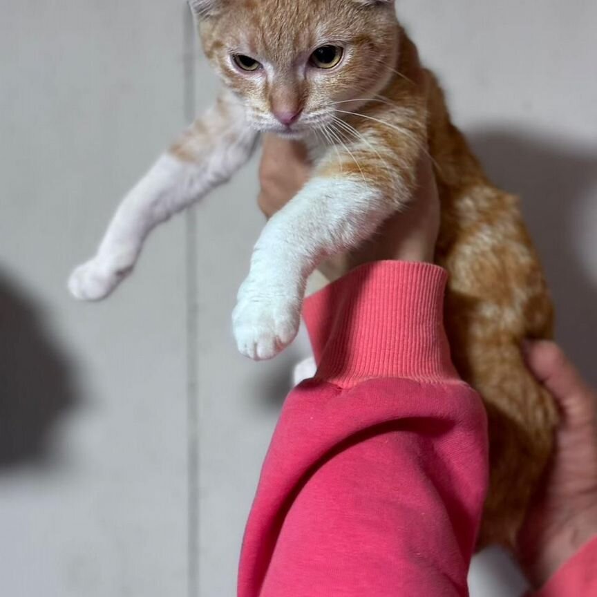 Айва котёнок из приюта Некрасовка