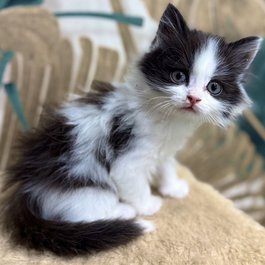 Сибирский котёнок