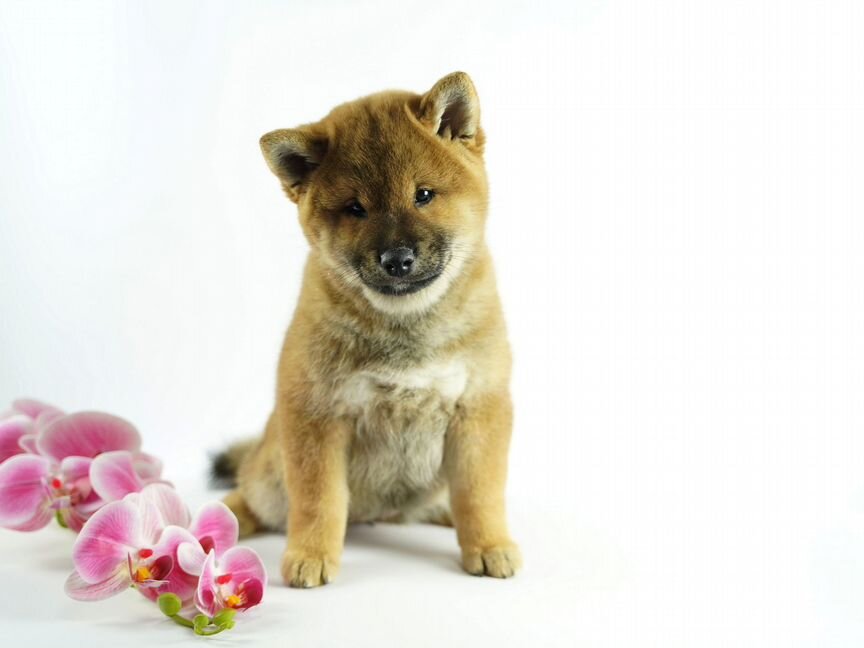 Красотка сиба (сиба-ину)