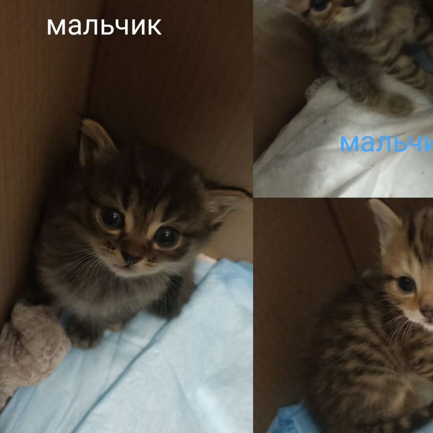 Котята в добрые руки