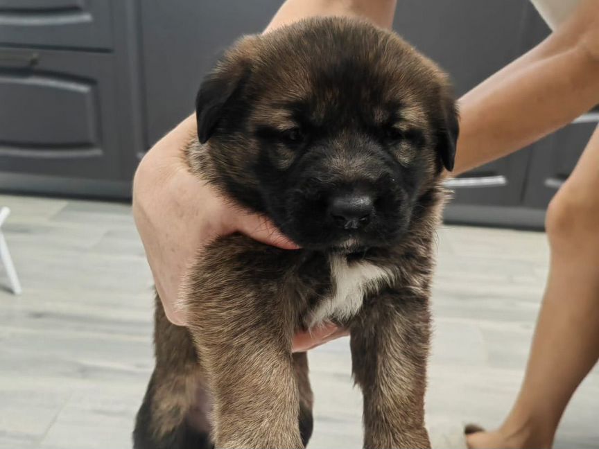 Прекрасные щенки ищут дом