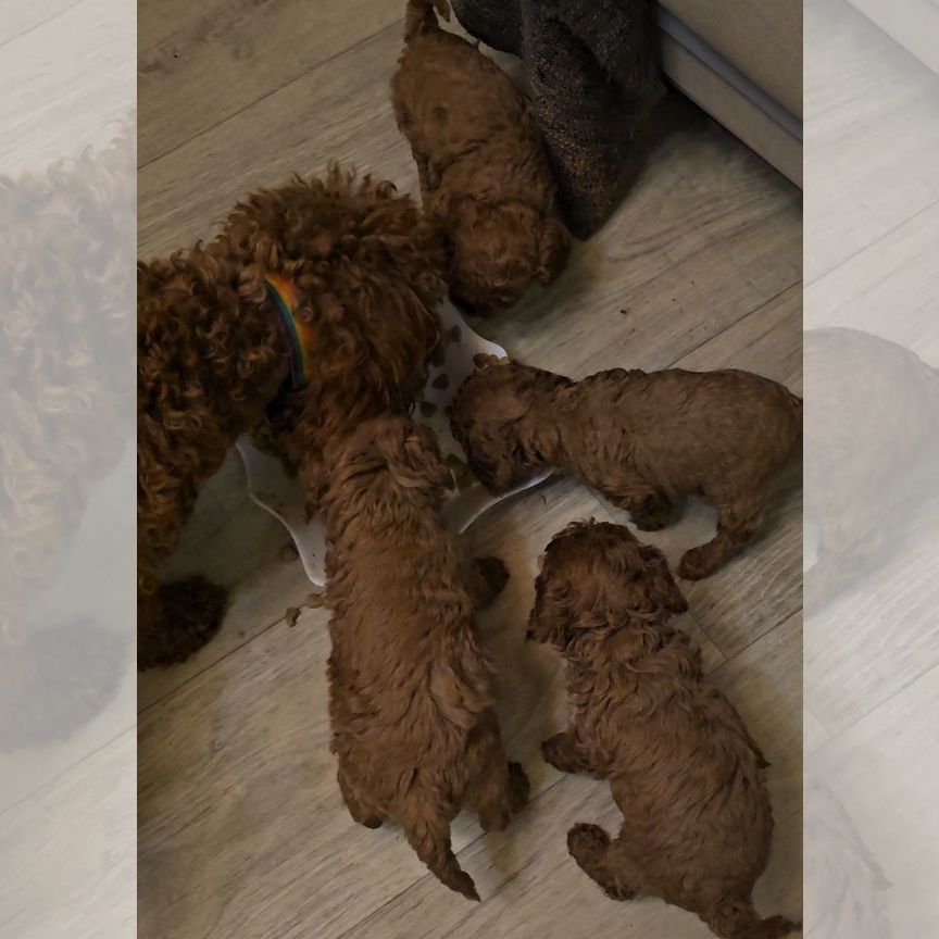 Той-пудель, щенок