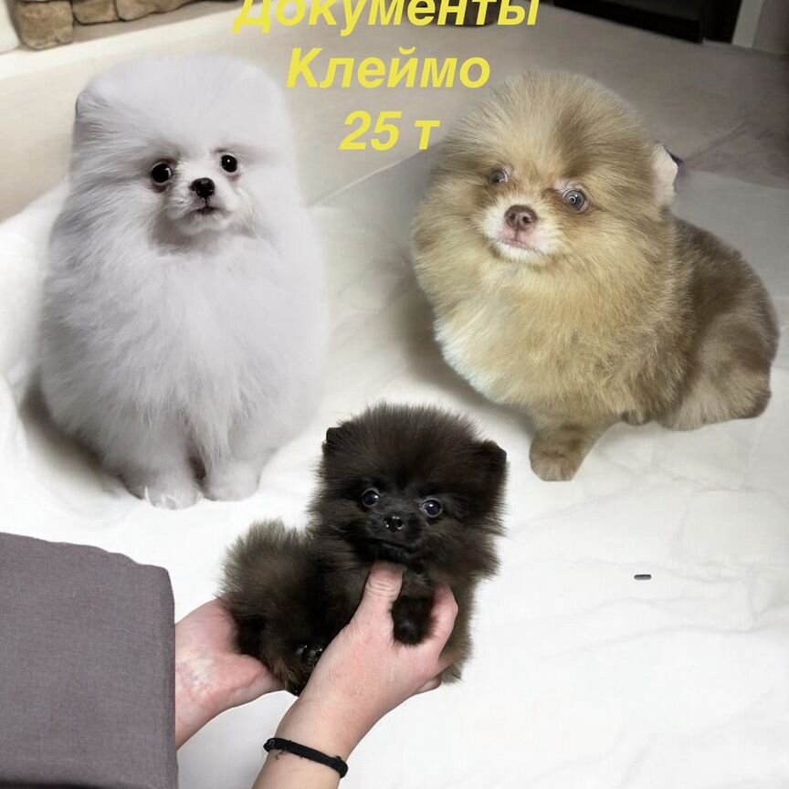 Померанский шпиц, щенок