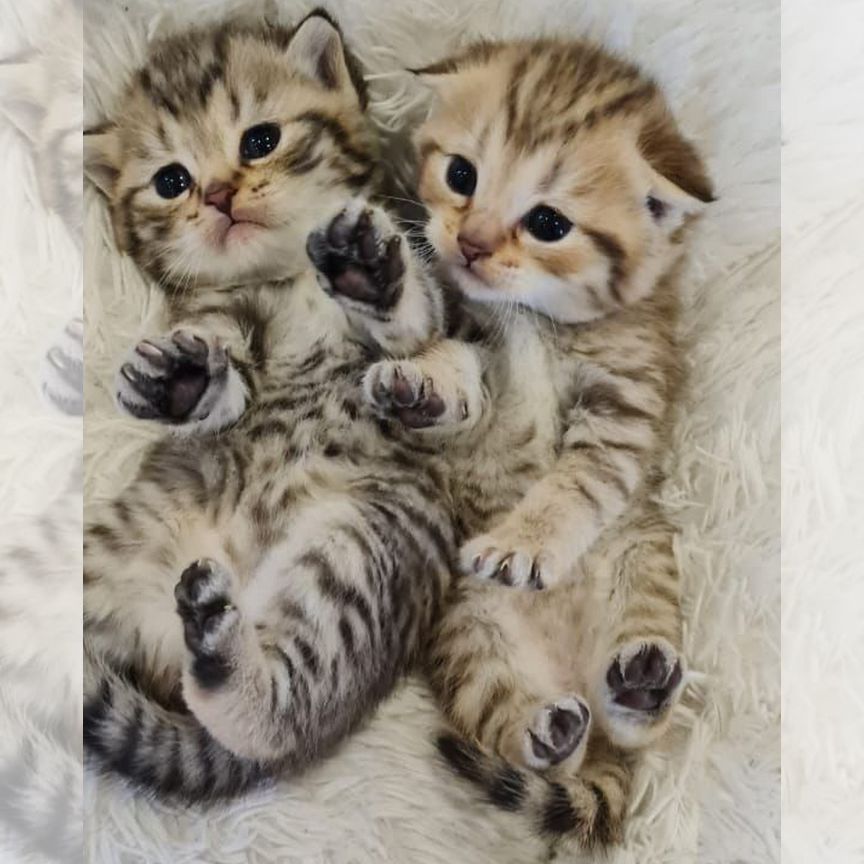 Британские котята