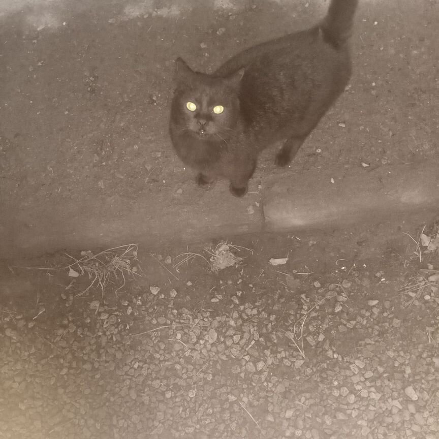Молодой котик ищет дом