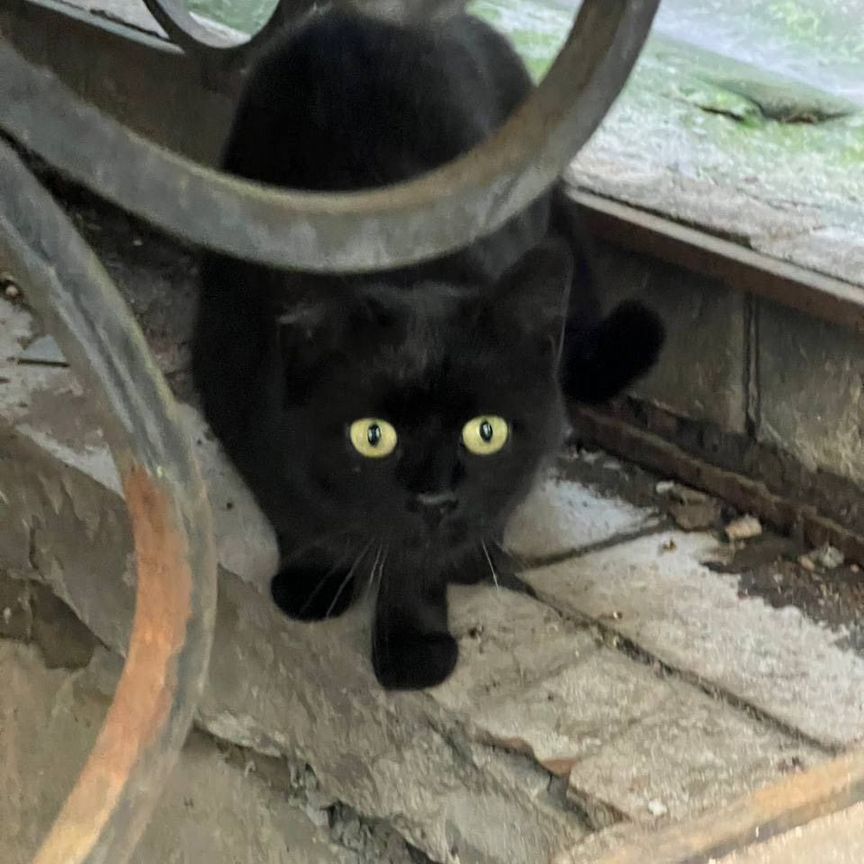 Кошка в добрые руки