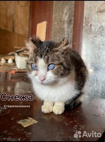 Последний шанс для Снежи