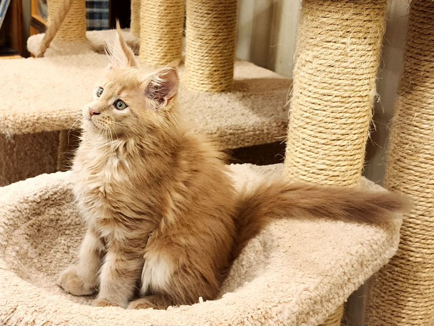 Котенок мейн кун из питомника Fiery Friend
