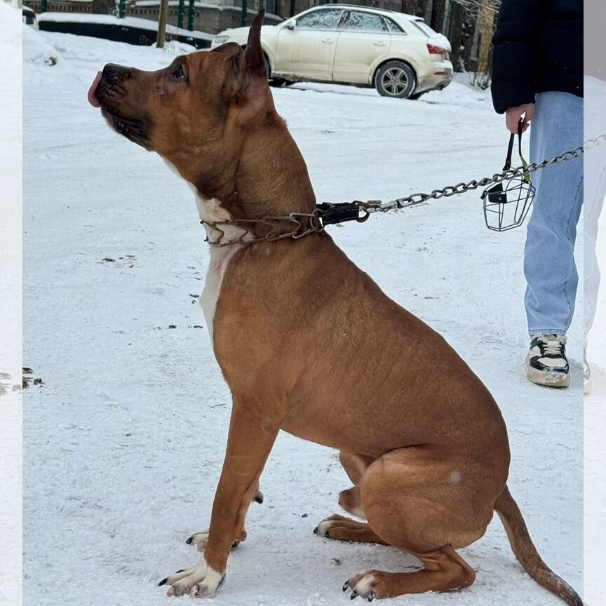 Американский стаффордширский терьер, щенок