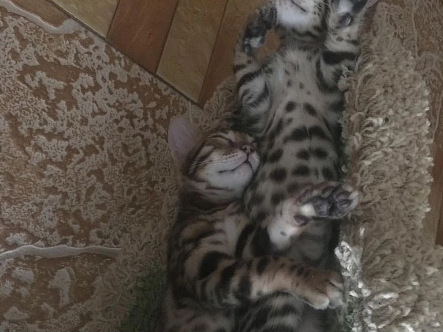 Бенгальские котята