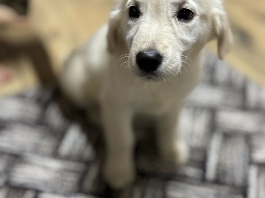 Золотистый ретривер