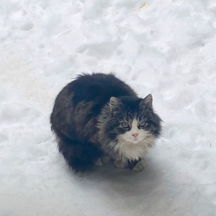 Котик выживает на улице, нужен дом