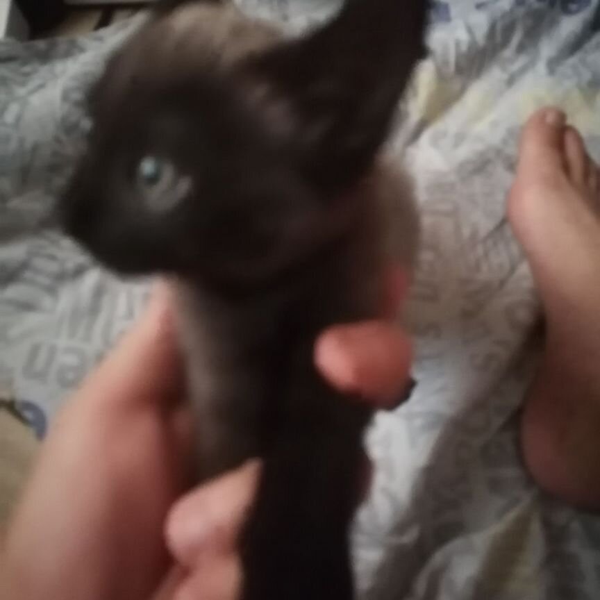 Котенок шатландец