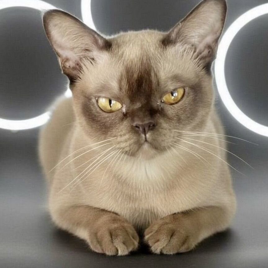 Европейский бурманский котёнок