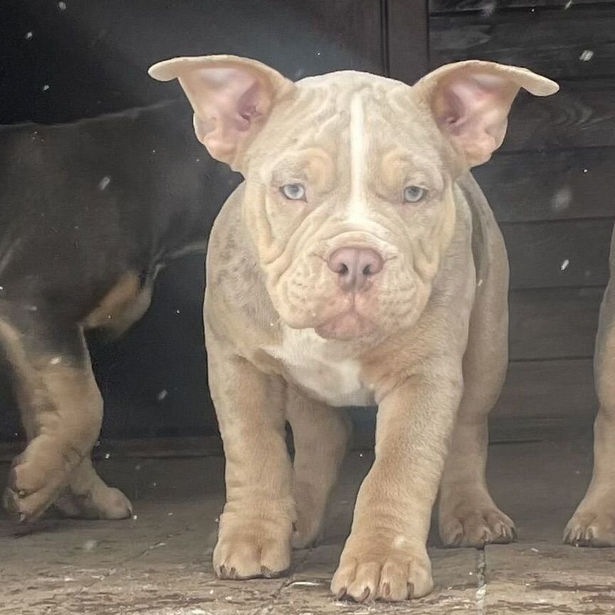 Американский булли покет щенки