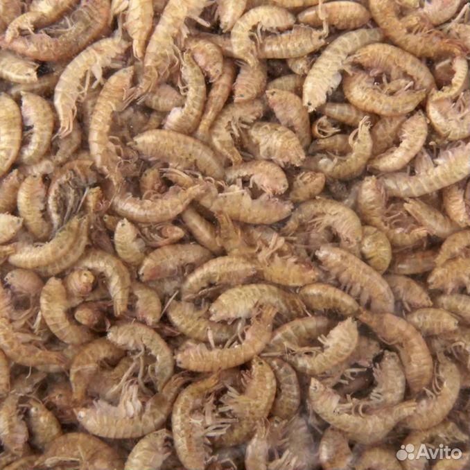 Гаммарус оптом