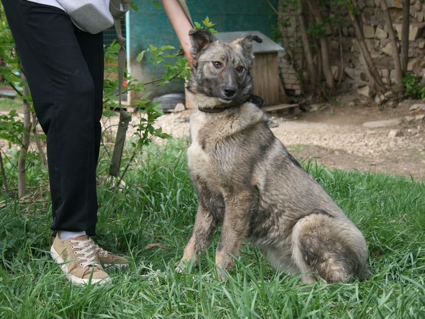 Собака в добрые руки