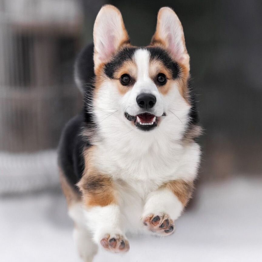 Вельш Корги Пемброк, щенок