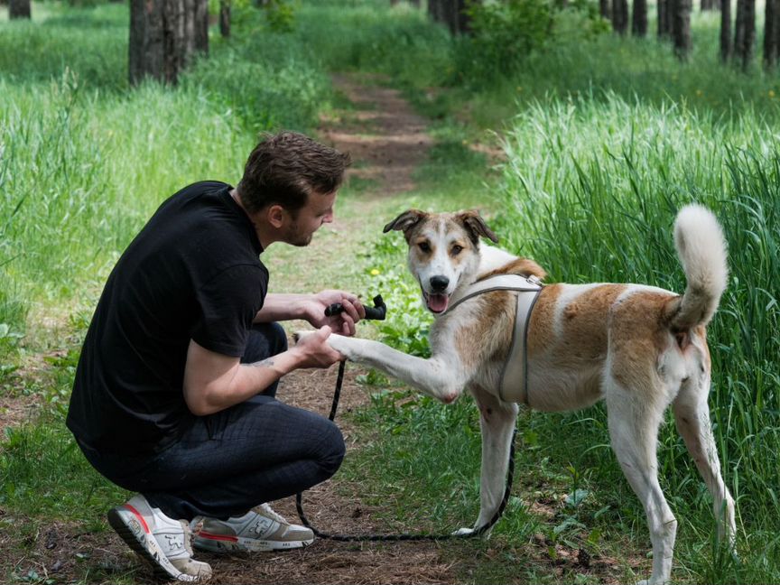 Собака в добрые руки