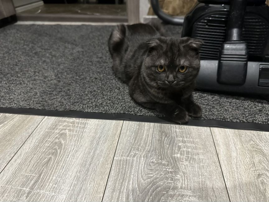 Кошки шотландец
