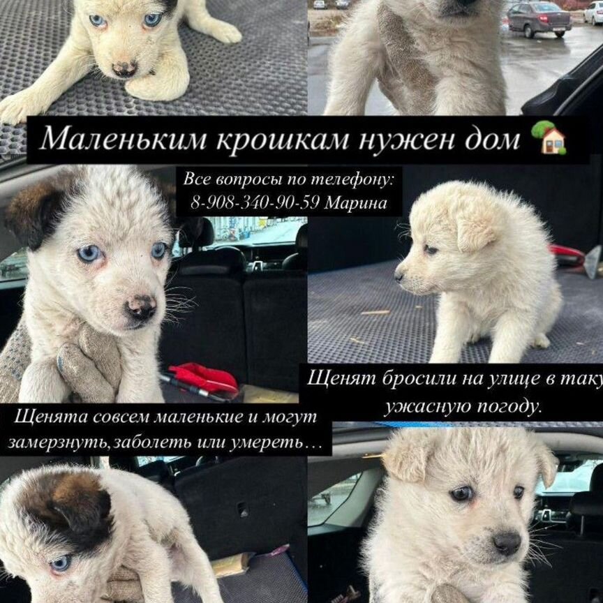 Щенки хаски и дворняги