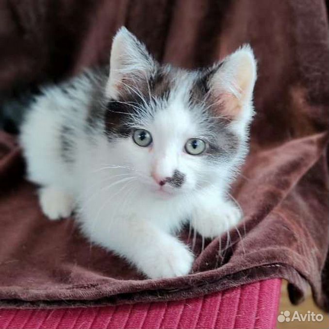 Котёнок Ксюша откликается на имя