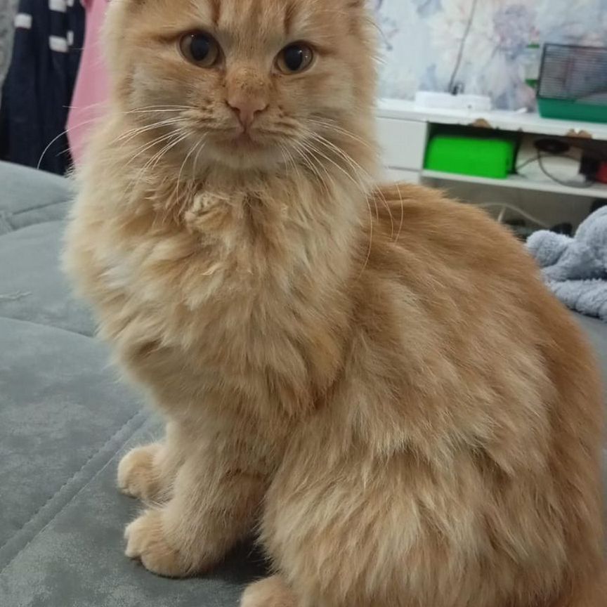Шикарная, ласковая кошечка