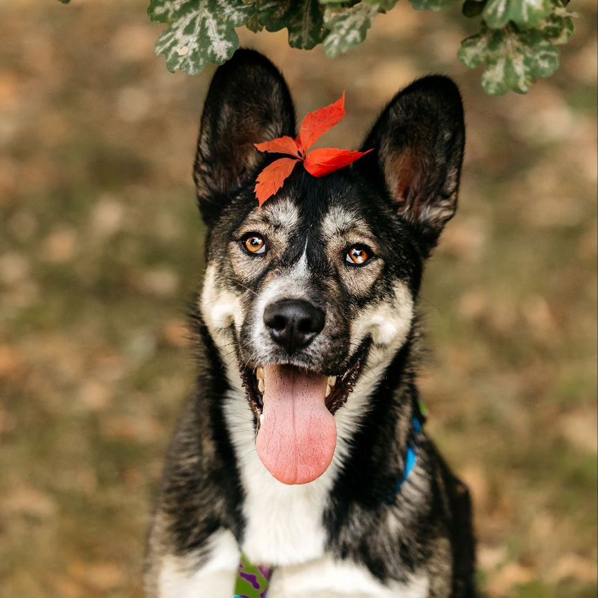 Собака в добрые руки