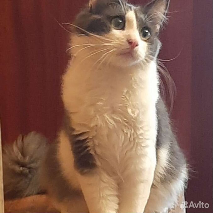 Котик Пончик ищет дом