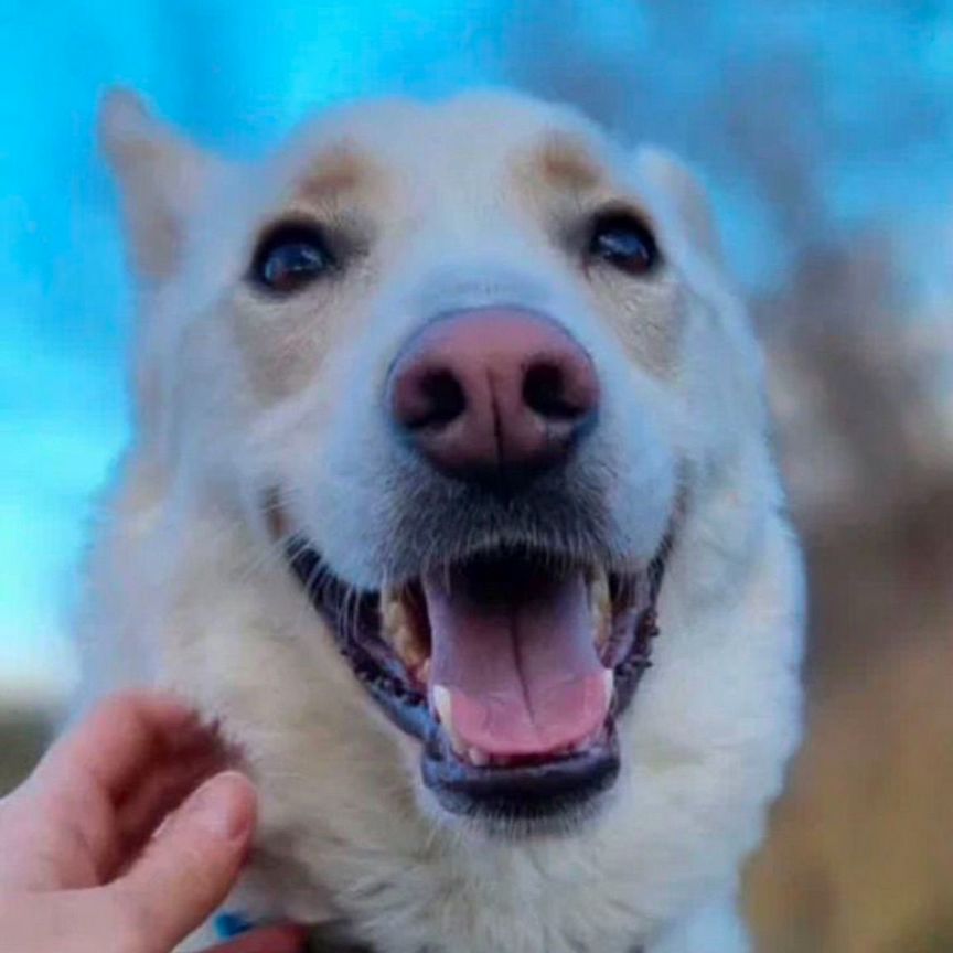 Снежок Айс ищет дом