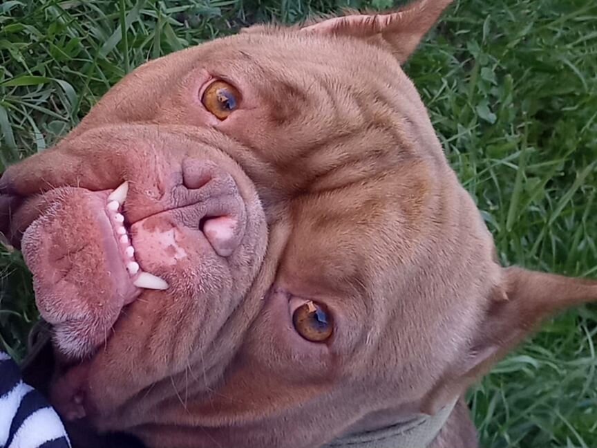 Американский Булли для фотосессии