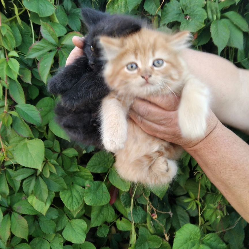 Малыши ищут Дом