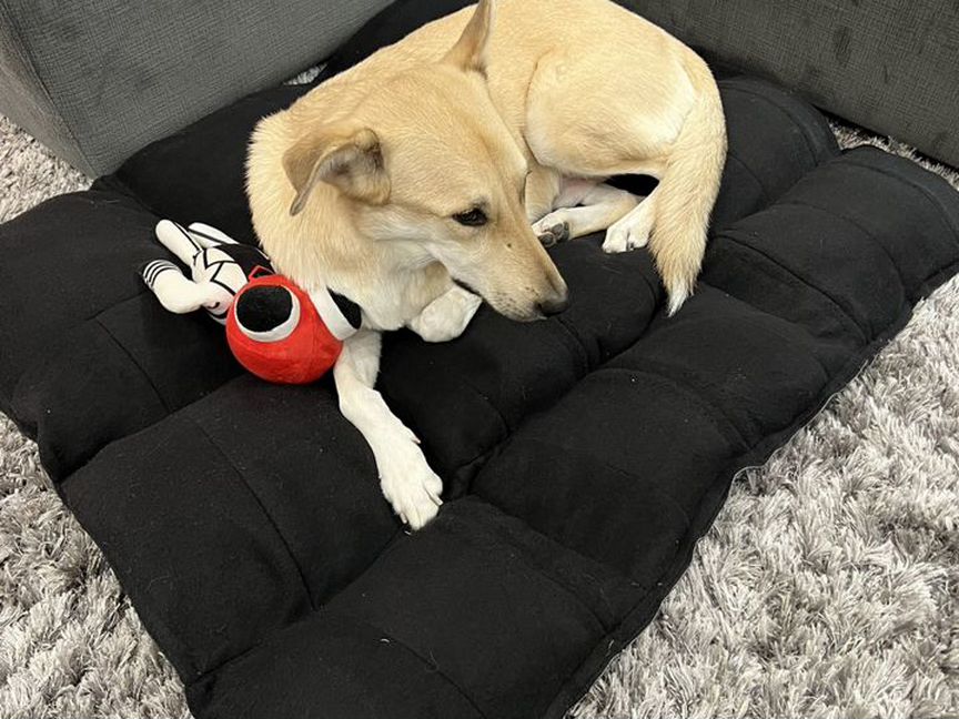 Лежанка для большой собаки