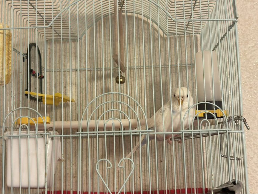 Волнистый попугай с клеткой полный комплект