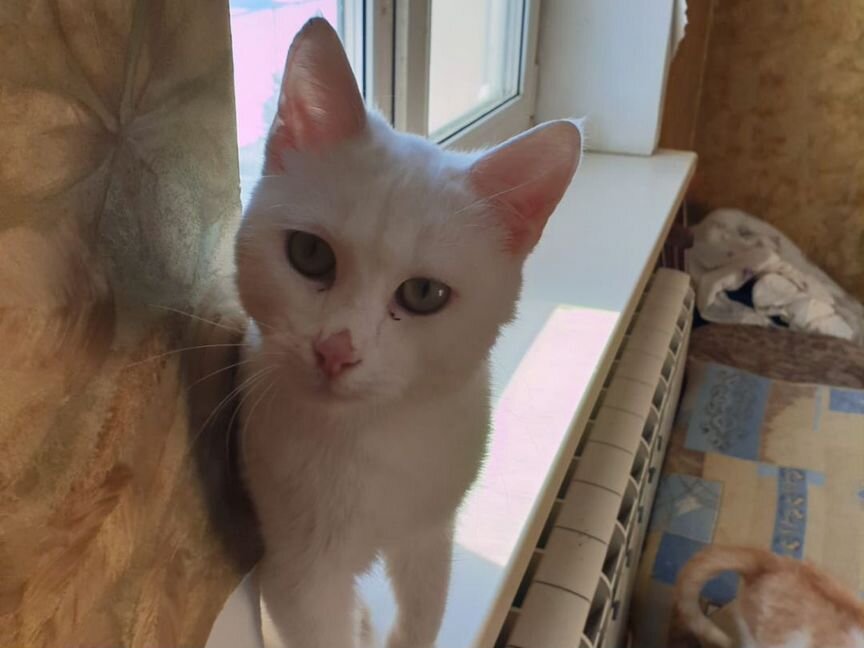 Котёнок чисто белый 4 месяца