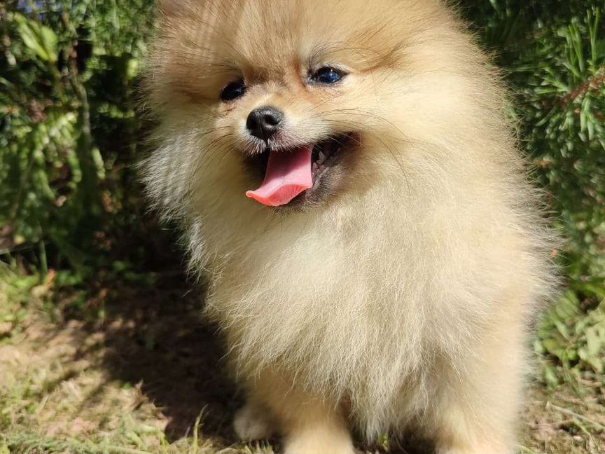 Мини шпицуля