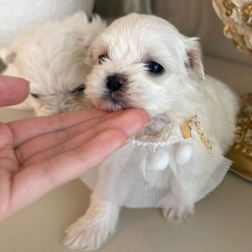 Мальтийская болонка, щенок