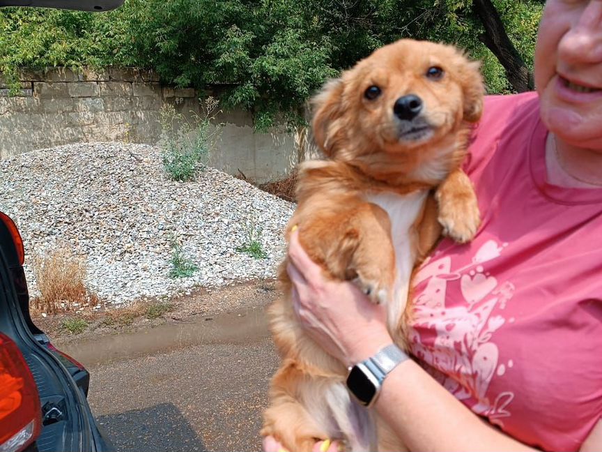 Мелкая собака, Рыжулька