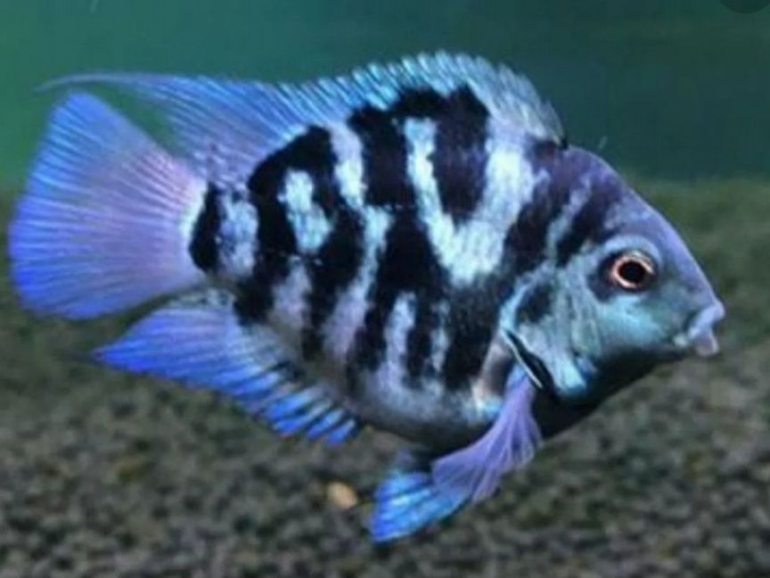 Цихлозома чернополосатая
