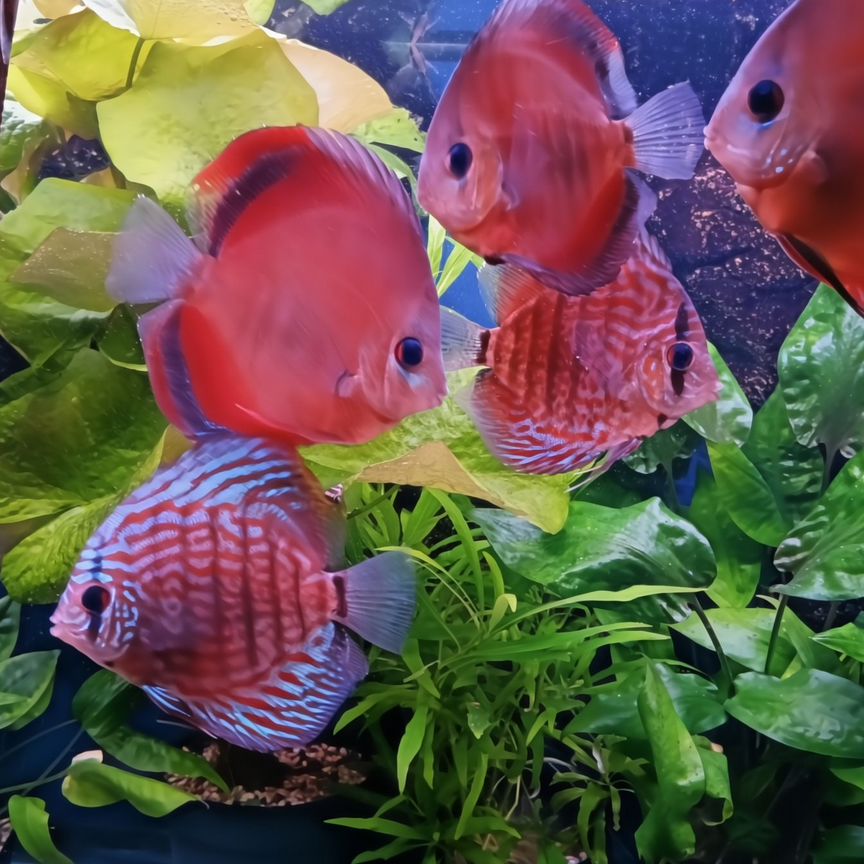 Дискусы 7 шт