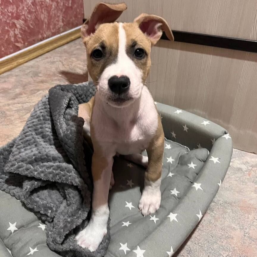 Американский стаффордширский терьер, щенок