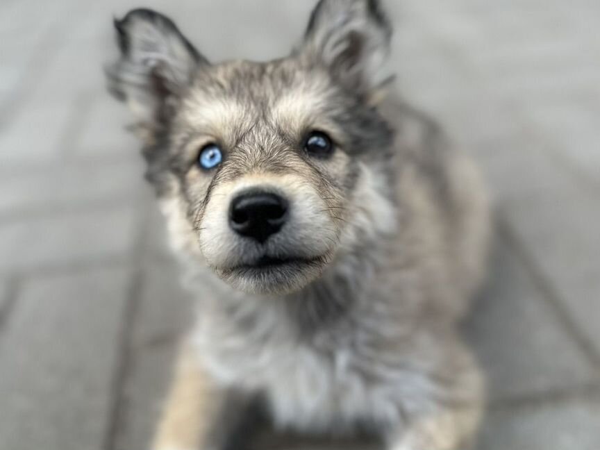 Щенки бесплатно