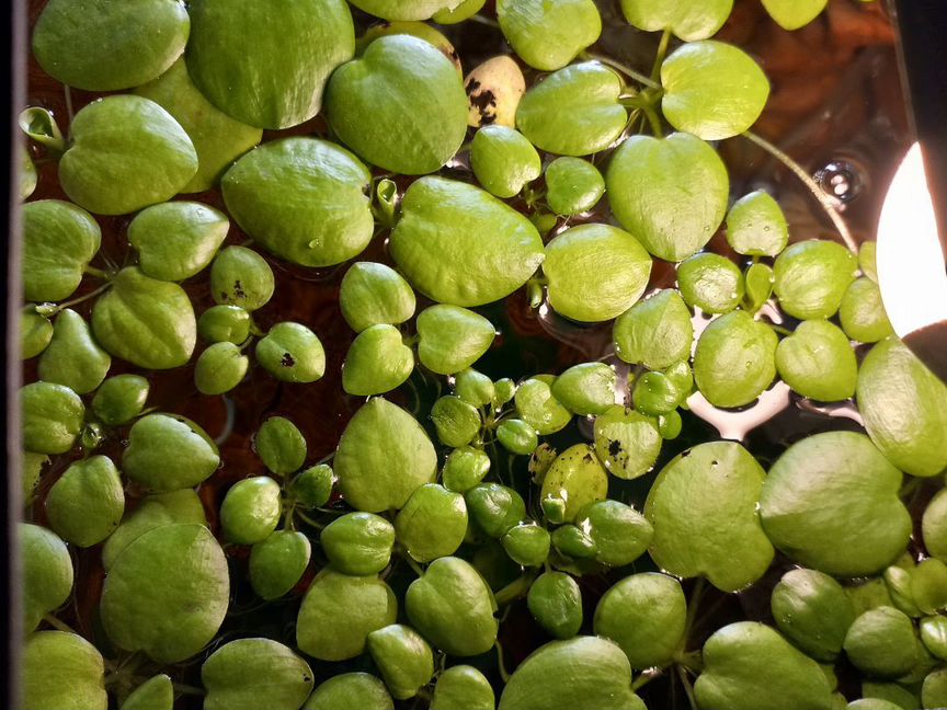 Улитки ампулярии