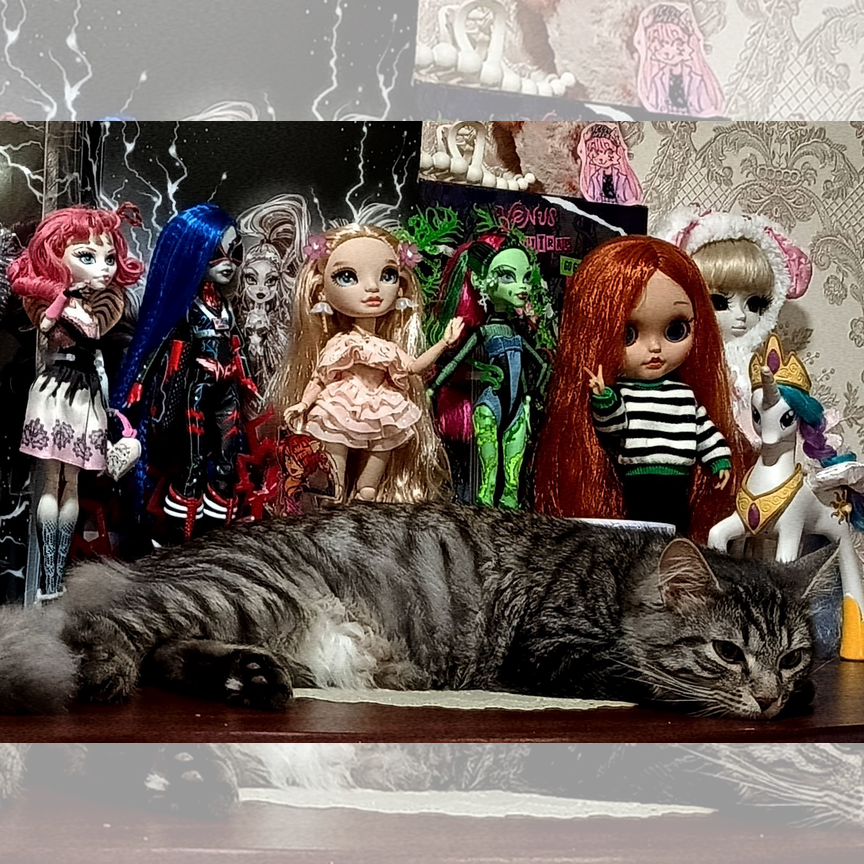 Котик Сэм ищет дом