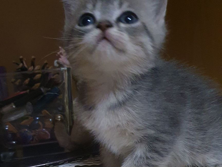 Котята в добрые руки бесплатно